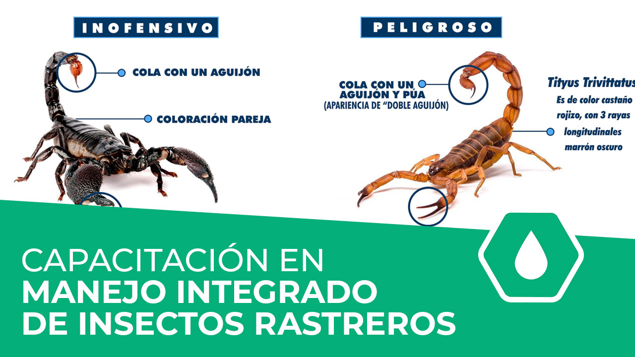 Control de Insectos Rastreros